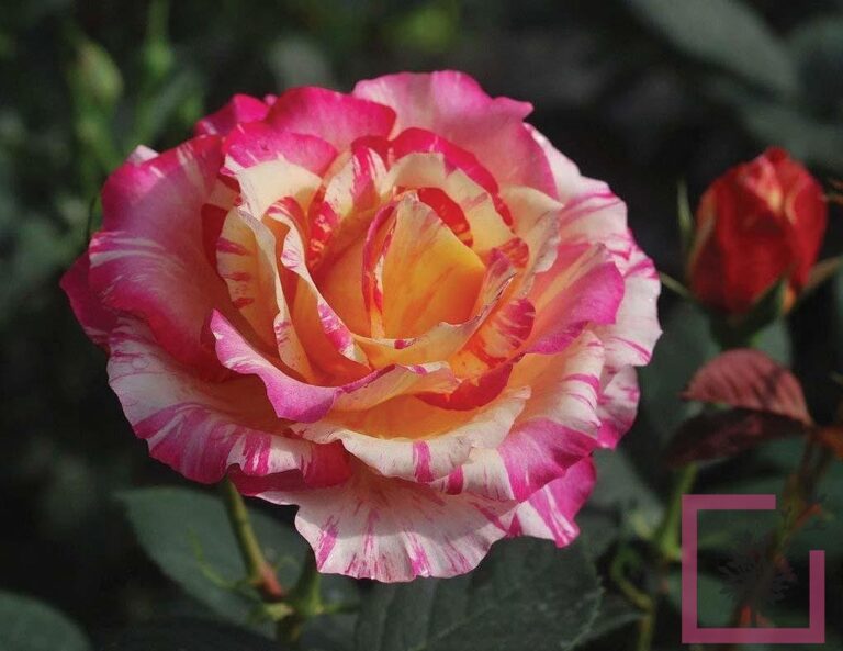 ROSA GR. FIORE DELBARD MAURICE UTRILLO ® - Vivai Marche