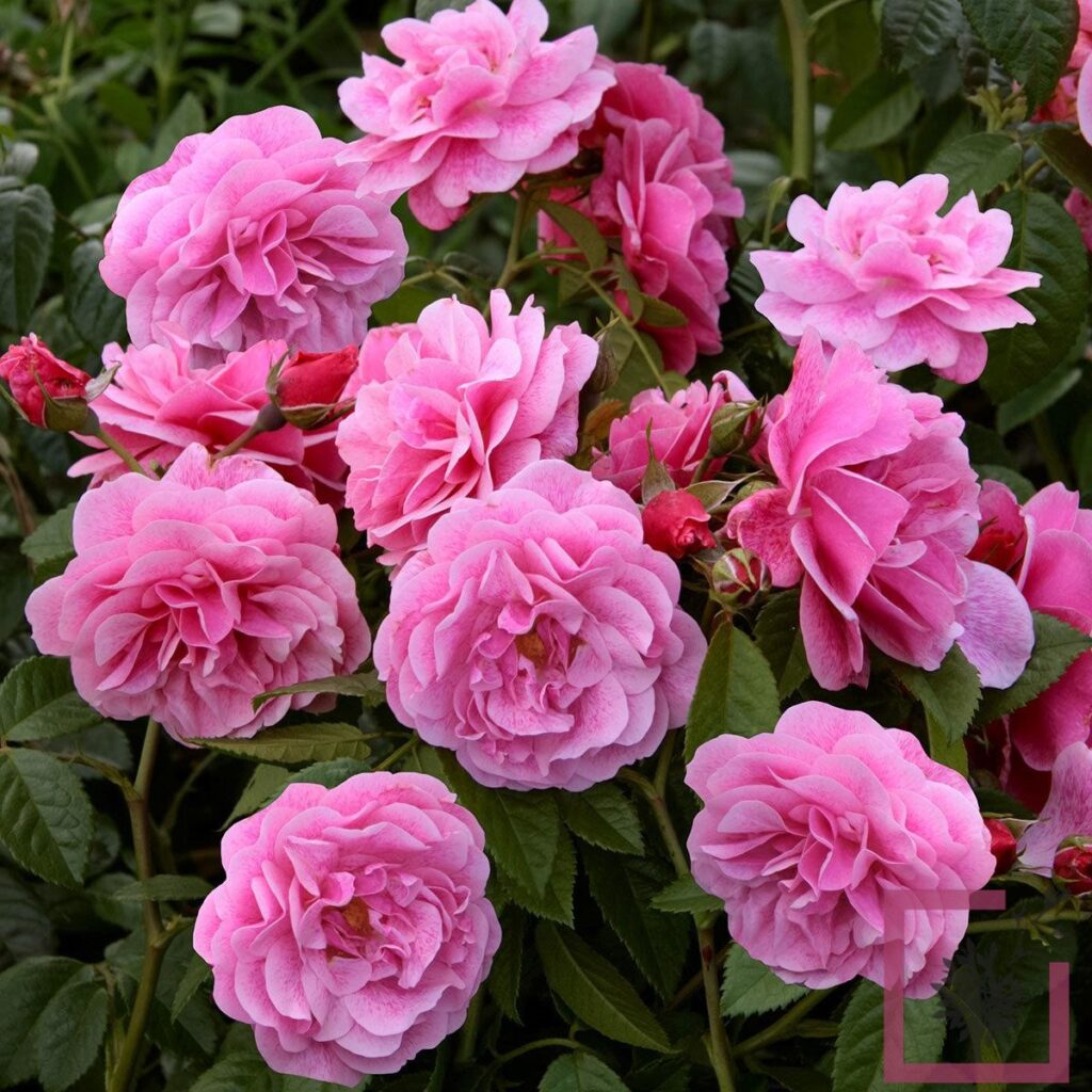 ROSA RAMPICANTE TANTAU CAMELOT ® - Vivai Marche