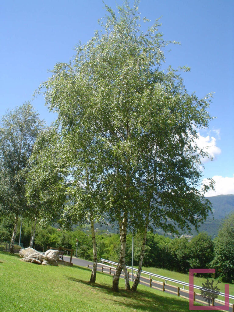 BETULA ALBA ZOLLA - Vivai Marche