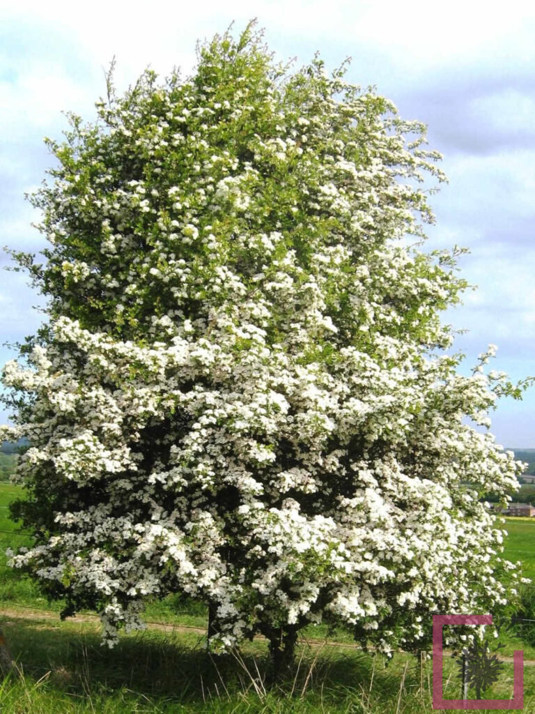 CRATAEGUS MONOGYNA STRICTA VASO - Vivai Marche