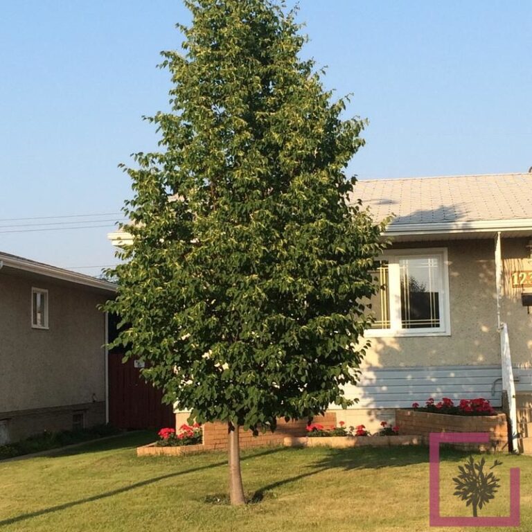 TILIA CORDATA ERECTA VASO - Vivai Marche