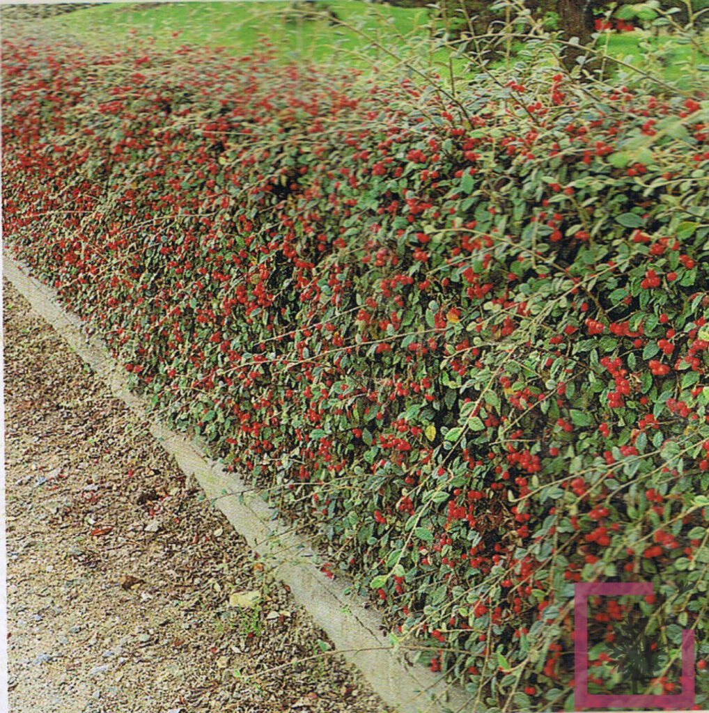 COTONEASTER FRANCHETII CESP. - Vivai Marche