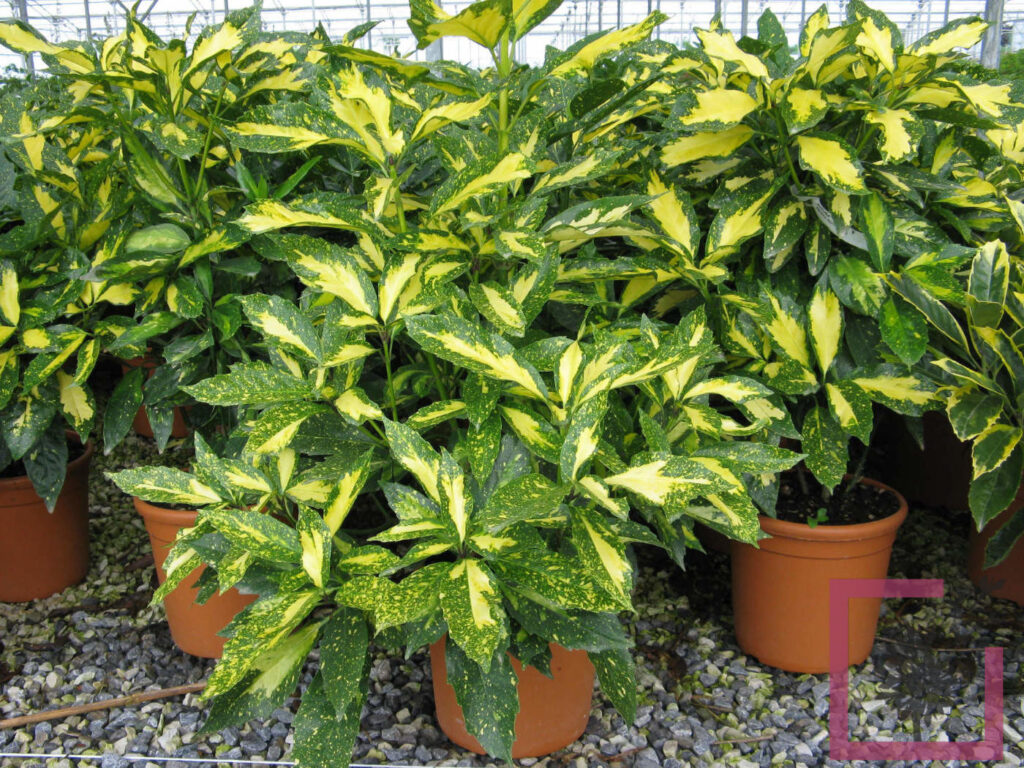 AUCUBA JAPONICA PICTURATA CESP. - Vivai Marche