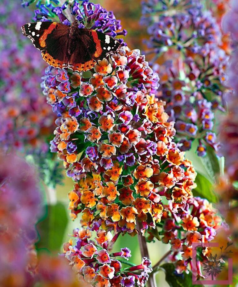 BUDDLEJA DAVIDII FLOWER POWER ® CESP. - Vivai Marche