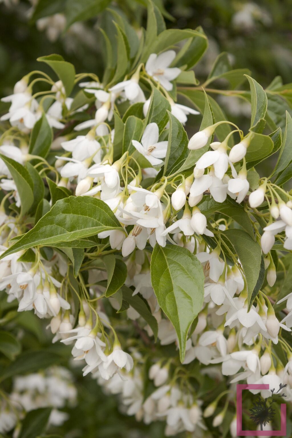 STYRAX JAPONICUS SNOWCONE ® CESP. - Vivai Marche