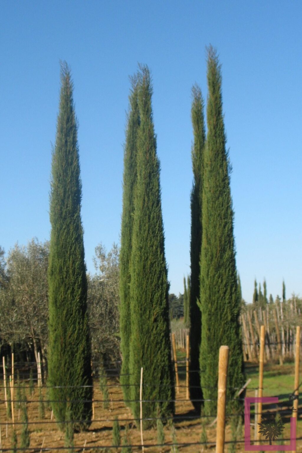 CUPRESSUS SEMPERVIRENS PYRAMIDALIS VASO - Vivai Marche