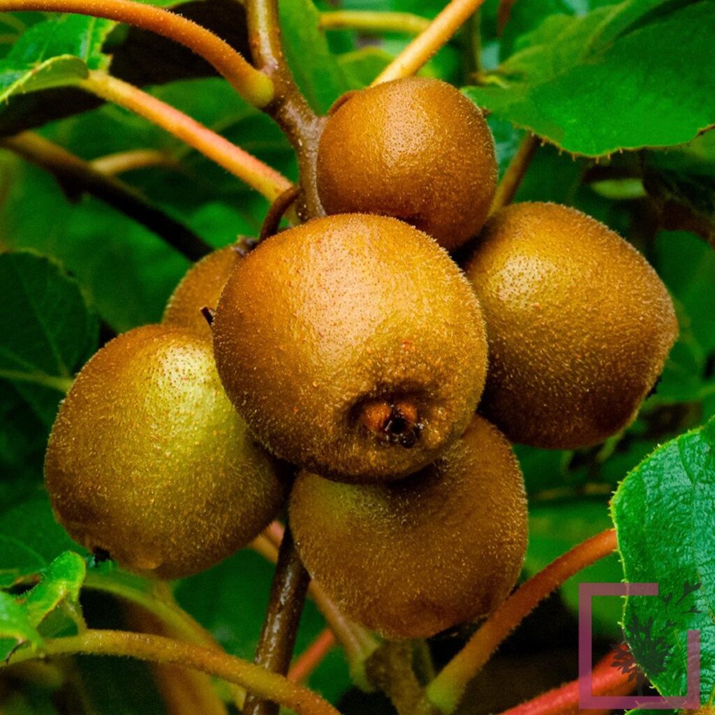 ACTINIDIA CHINENSIS MINKIGOLD ® - Vivai Marche