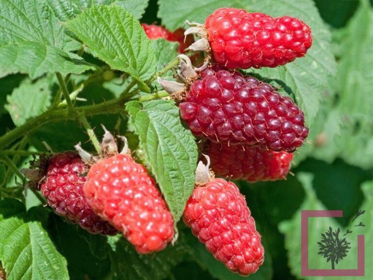 RUBUS IDAEUS HERITAGE - Vivai Marche