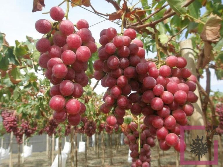 VITIS VINIFERA "UVA DA TAVOLA" RED GLOBE - Vivai Marche