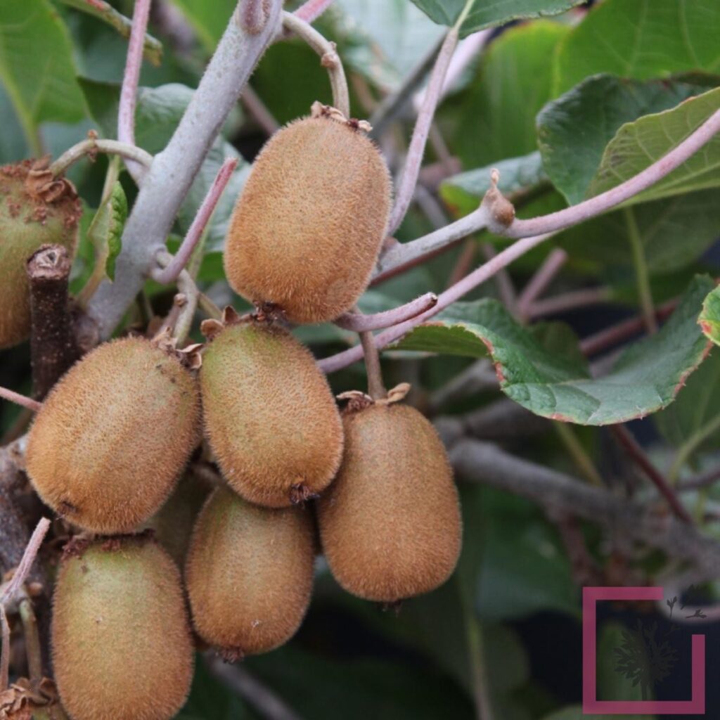 ACTINIDIA CHINENSIS SOLISSIMO ® - Vivai Marche