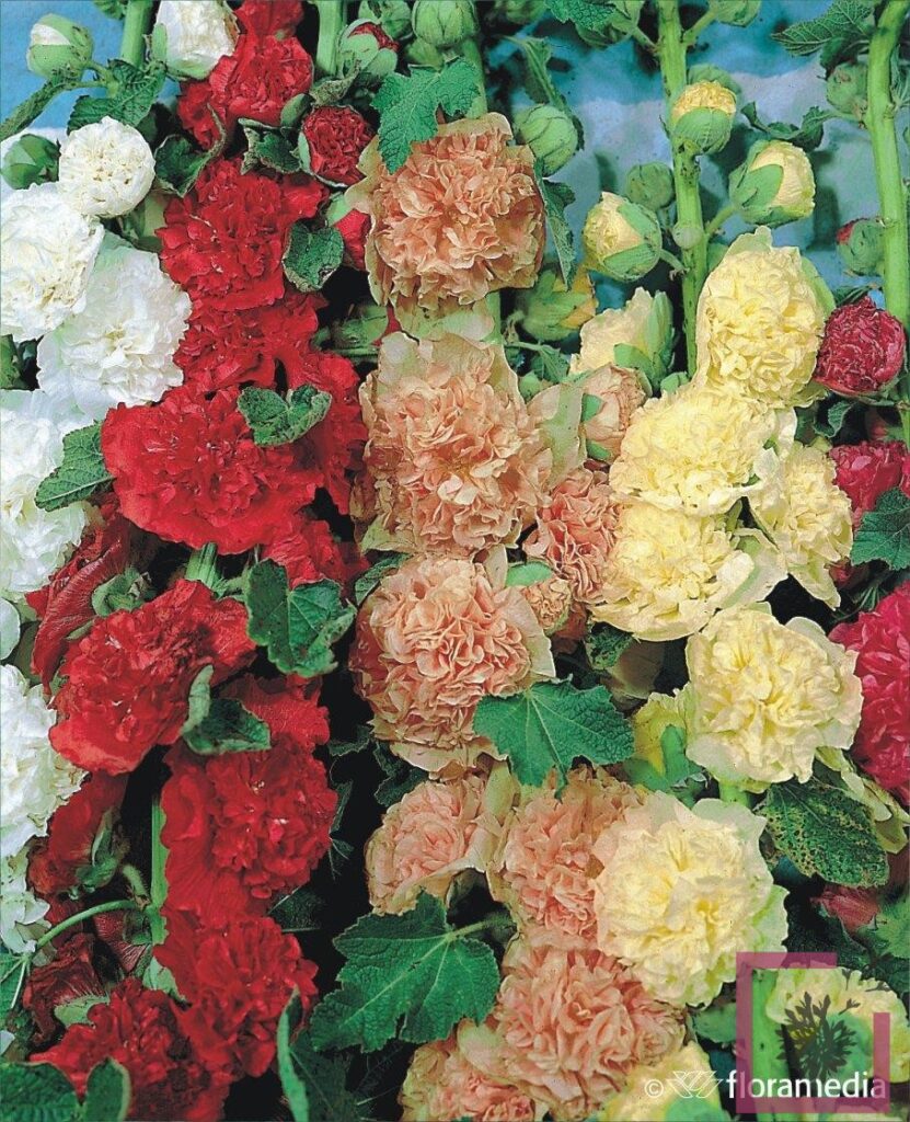 ALCEA ROSEA PLENA CHARTERS MIX MISTO - Vivai Marche