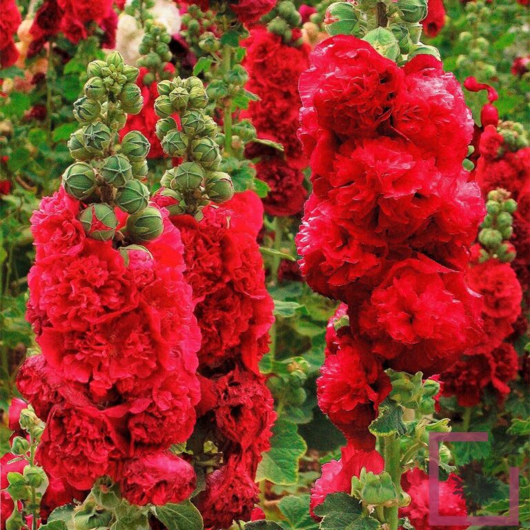 ALCEA ROSEA PLENA CHARTERS CHAMOIS ROSA-SALMONE - Vivai Marche