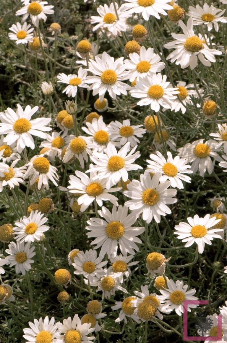 ANTHEMIS CARPATICA KARPATENSCHNEE BIANCO - Vivai Marche