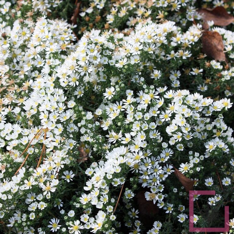 ASTER SNOW FLURRY BIANCO - Vivai Marche