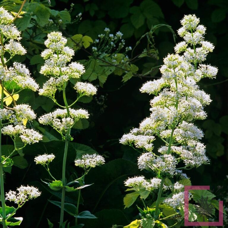 CENTRANTHUS RUBER ALBA BIANCO - Vivai Marche