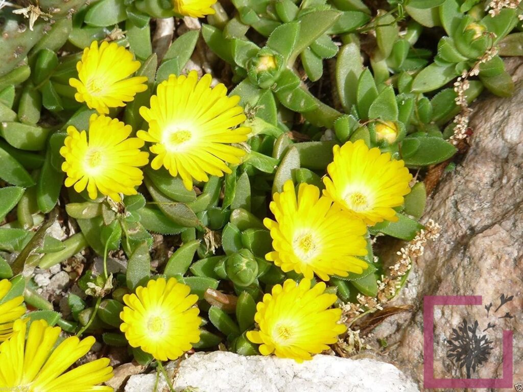 DELOSPERMA CONGESTUM GOLD NUGGET GIALLO - Vivai Marche