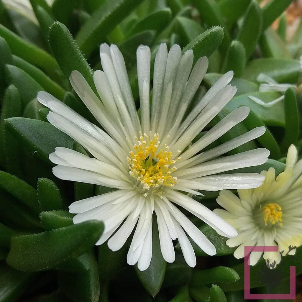 DELOSPERMA CONGESTUM ALBA BIANCO - Vivai Marche