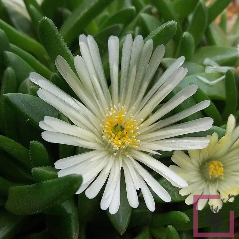 DELOSPERMA CONGESTUM ALBA BIANCO - Vivai Marche