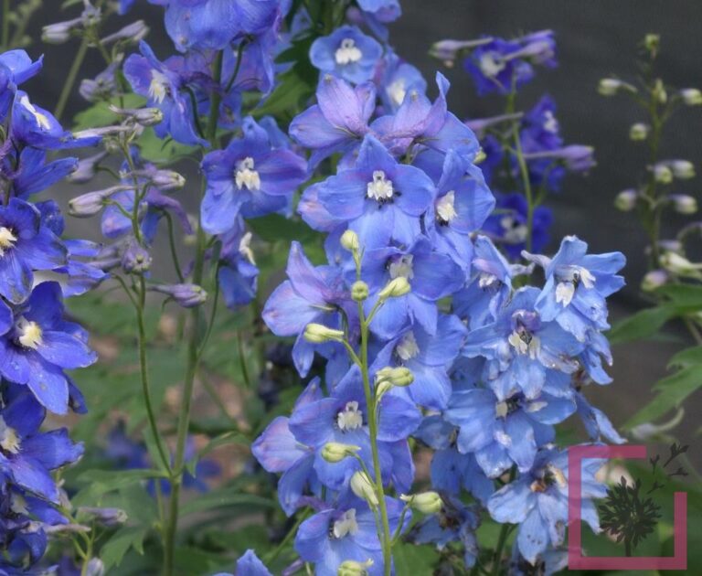 DELPHINIUM PACIFIC BLUE BIRD BLU-MEDIO - Vivai Marche