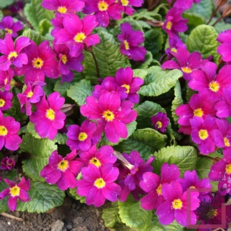 PRIMULA JULIAE-HYBRIDE WANDA VIOLA - Vivai Marche
