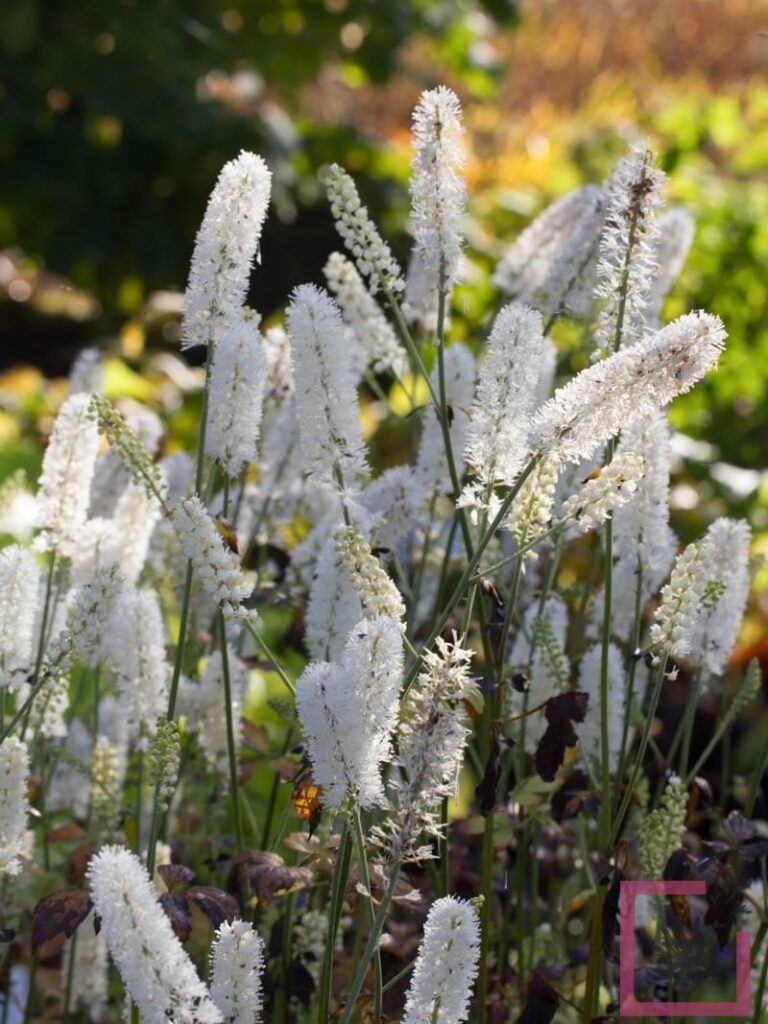 ACTAEA SIMPLEX WHITE PEARL BIANCO - Vivai Marche