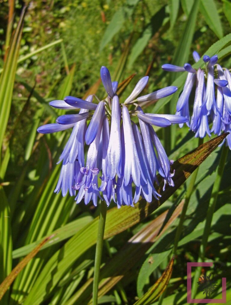 AGAPANTHUS INAPERTUS SKY ® - Vivai Marche