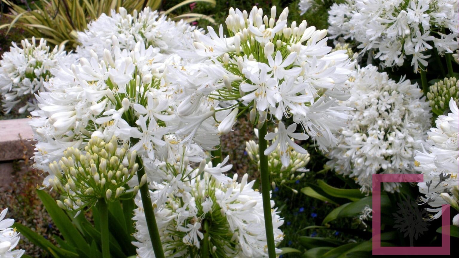 AGAPANTHUS SNOW CRYSTAL - Vivai Marche