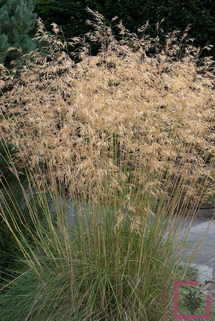 STIPA GIGANTEA - Vivai Marche