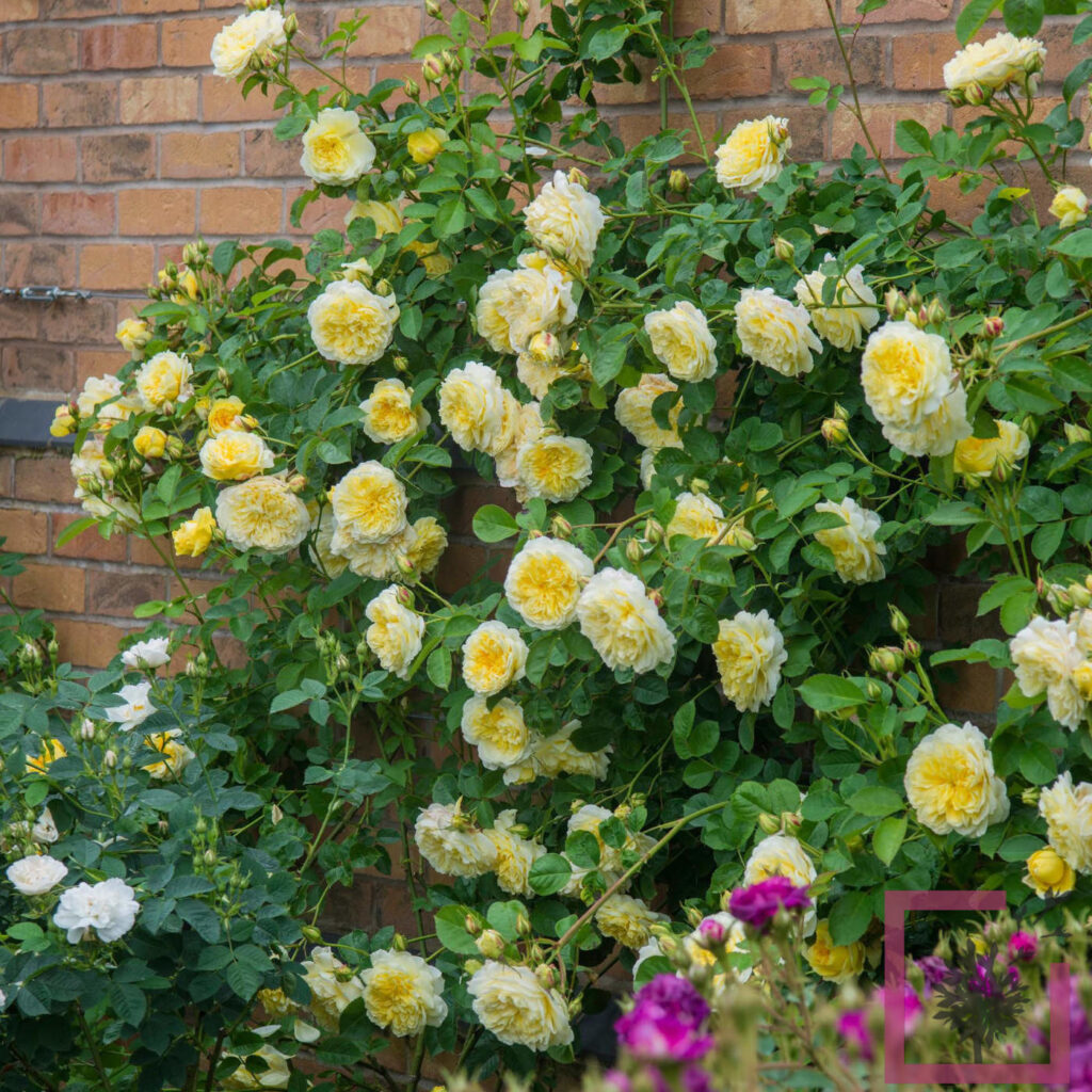 ROSA RAMPICANTE DAVID AUSTIN THE PILGRIM ® - Vivai Marche