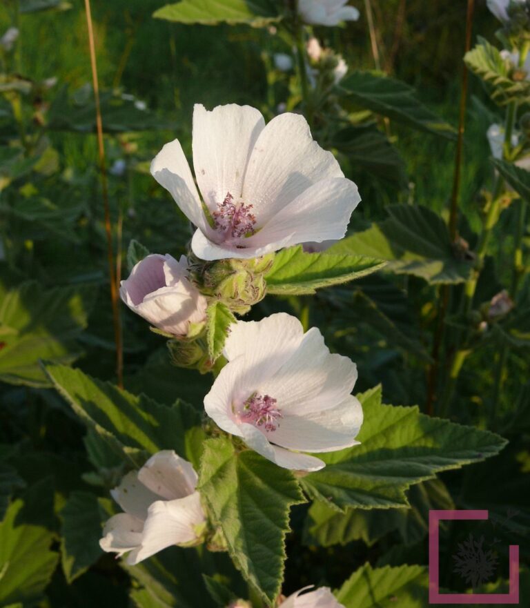 ALTHAEA OFFICINALIS - Vivai Marche
