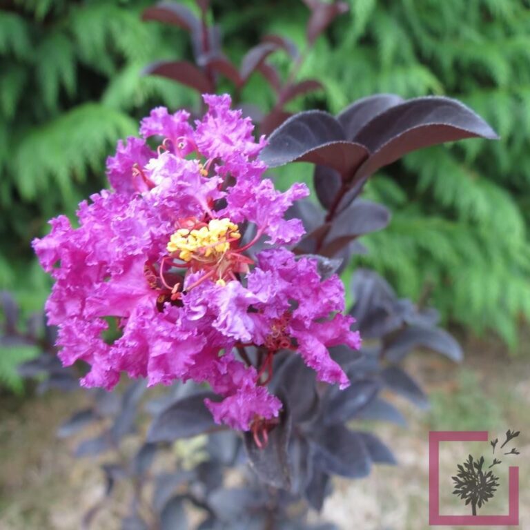 LAGERSTROEMIA INDICA BLACK SOLITAIRE ® PURELY PURPLE CESP. - Vivai Marche
