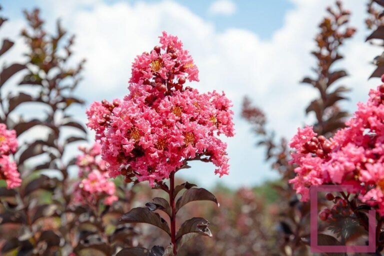 LAGERSTROEMIA INDICA BLACK SOLITAIRE ® SHELL PINK CESP. - Vivai Marche