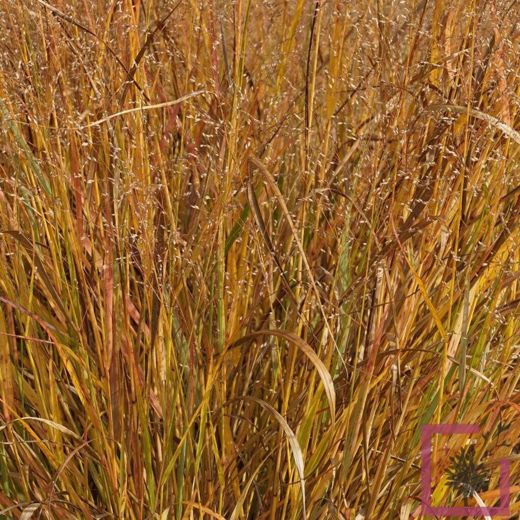 PANICUM VIRGATUM REHBRAUN - Vivai Marche