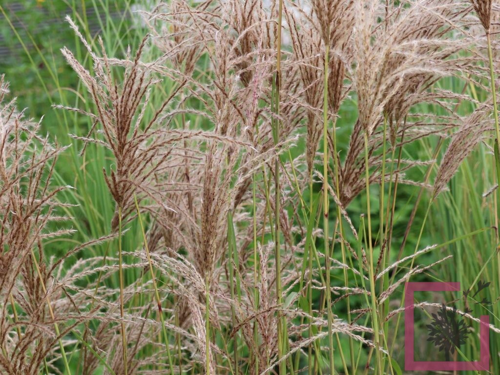 MISCANTHUS SINENSIS PINK CLOUD ® - Vivai Marche