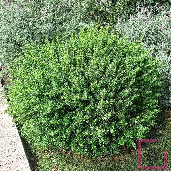 MYRTUS COMMUNIS MICROPHYLLA CESP. - Vivai Marche